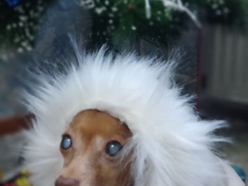 Кофта флис новая на маленькую собаку