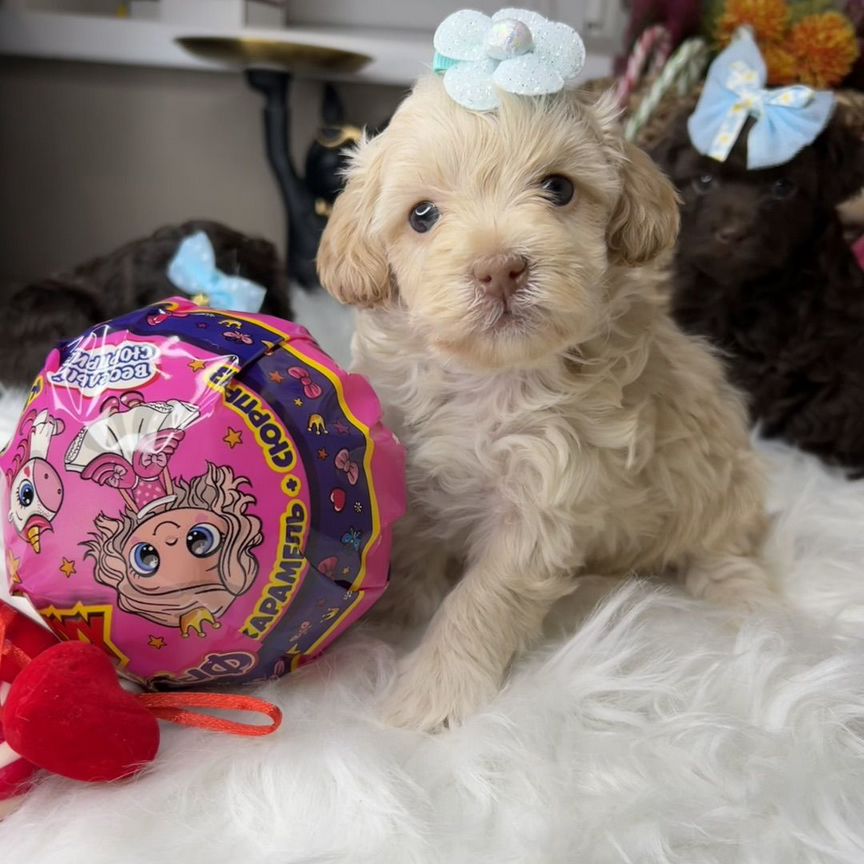 Мальтипу, щенок