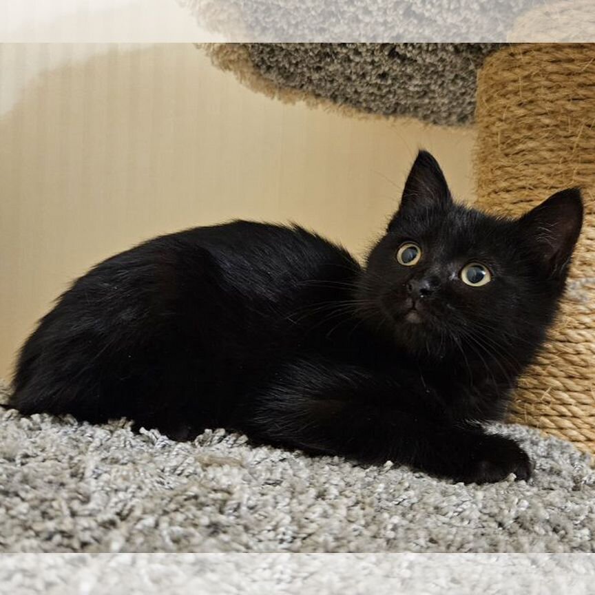 Котёнок в добрые руки