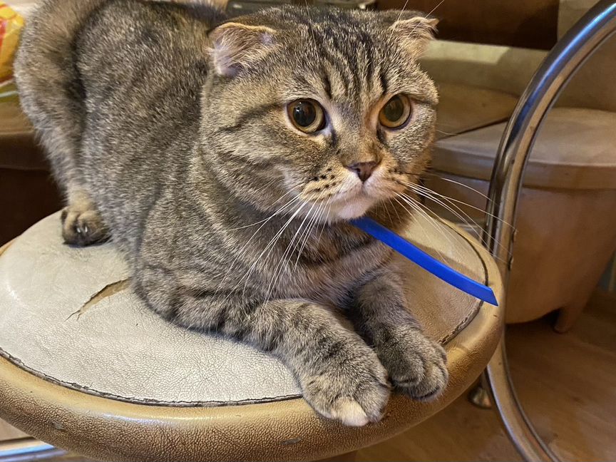 Шотландская кошечка вязка