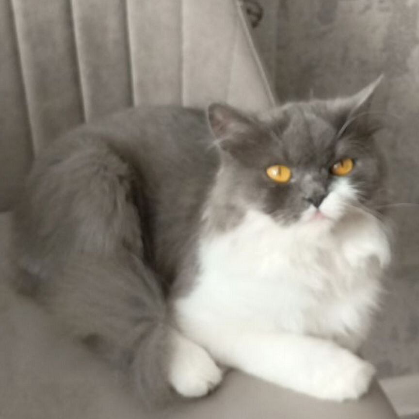 Шотланская кошка