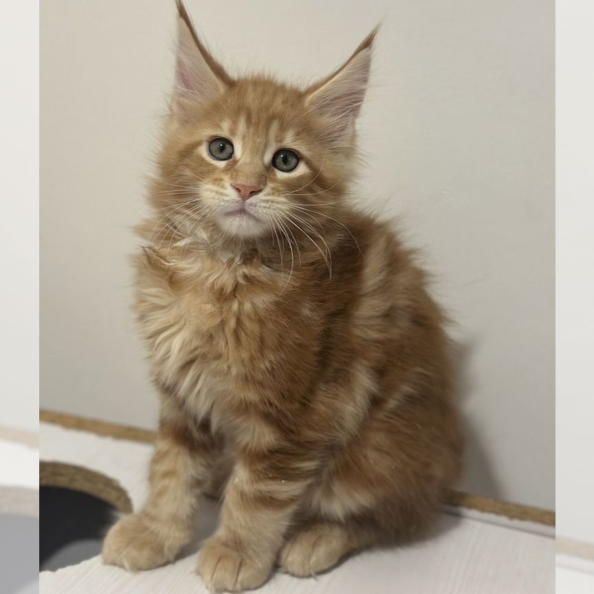 Мейн-кун котёнок