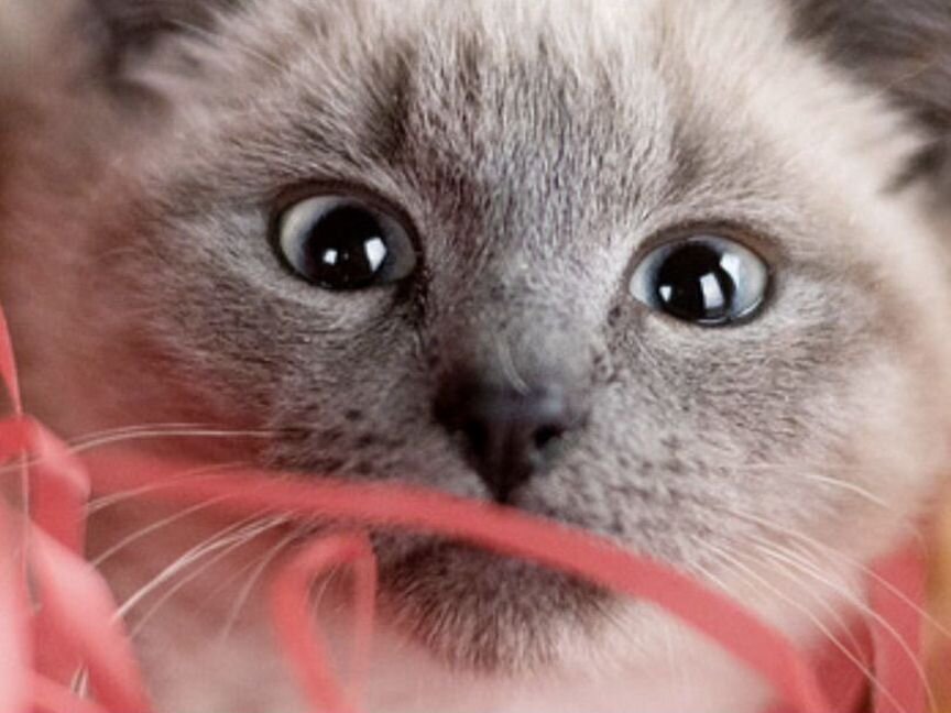 Девочка Таечка