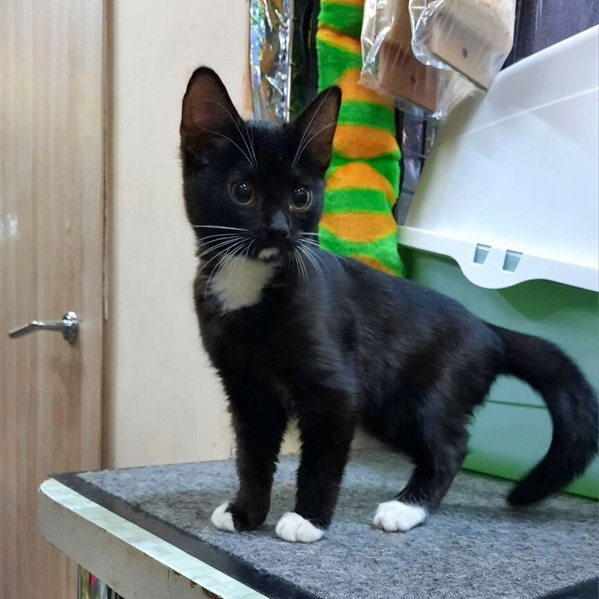 Котёнок в Заботливые руки (мальчик, 3мес.)