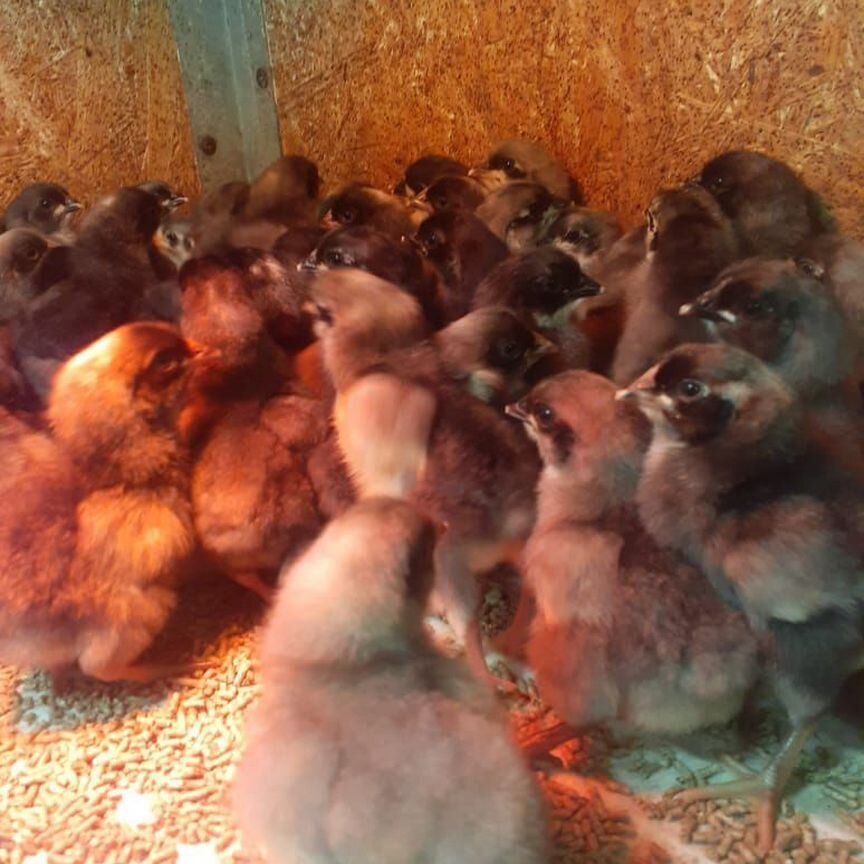 Доминант 107