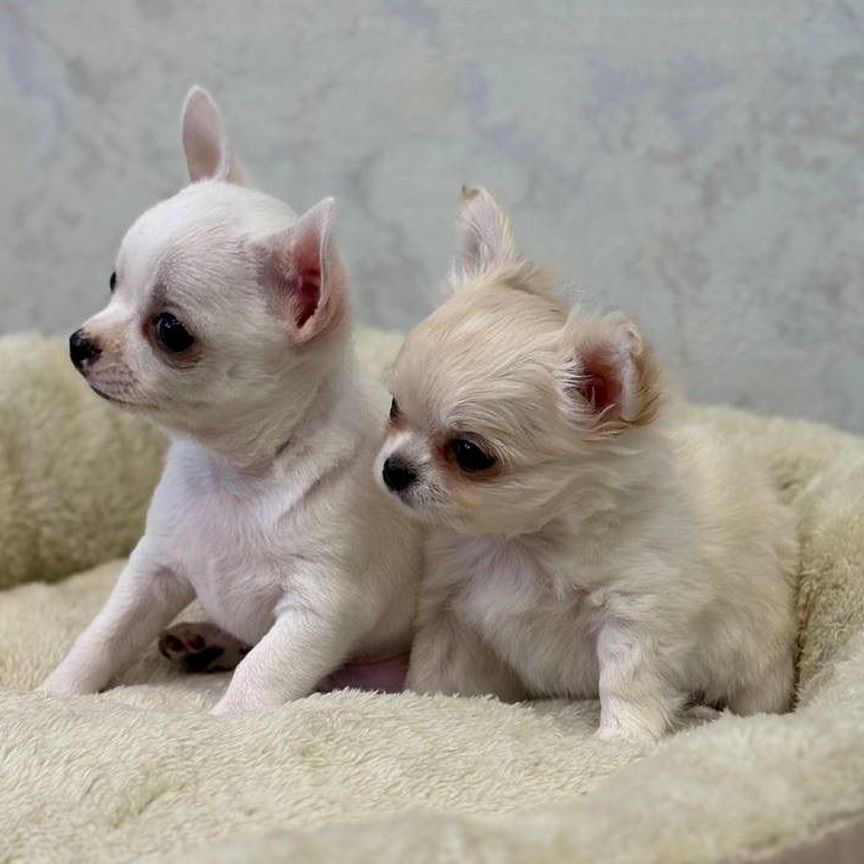 Чихуахуа, щенок