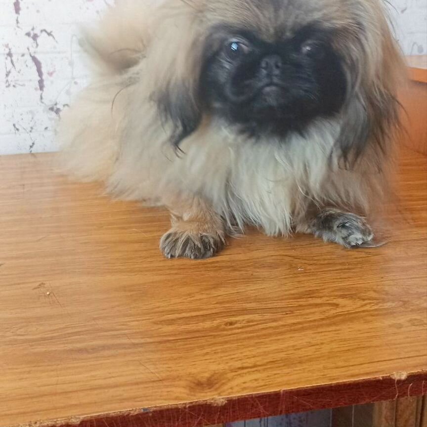 Отдам в добрые руки