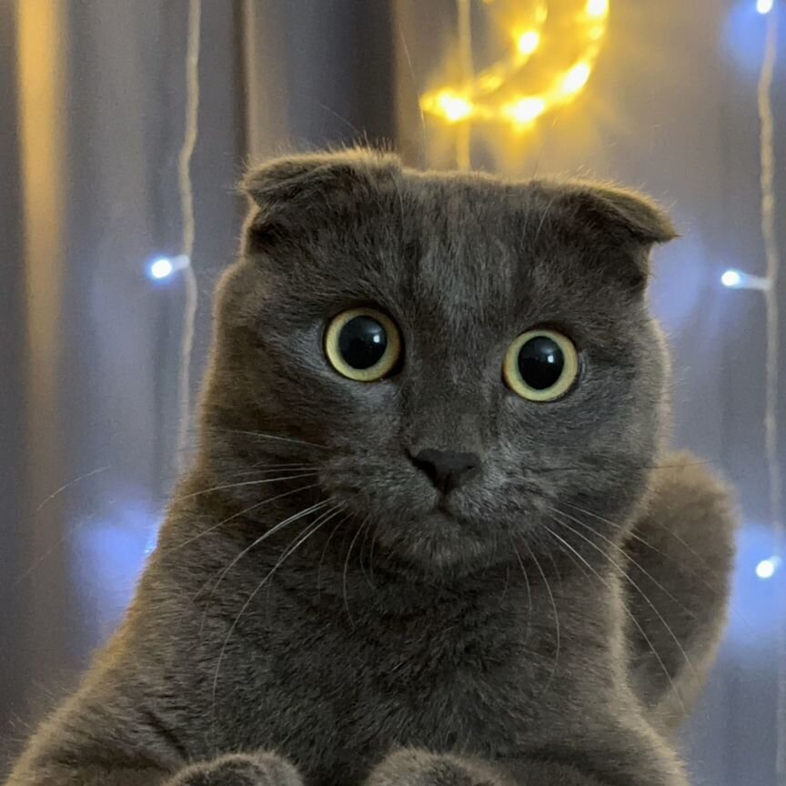 Шотландский вислоухий короткошёрстный котёнок