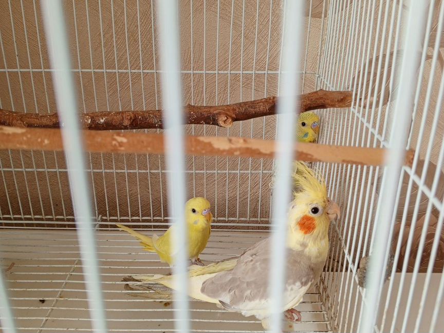 Волнистые попугаи и Корела