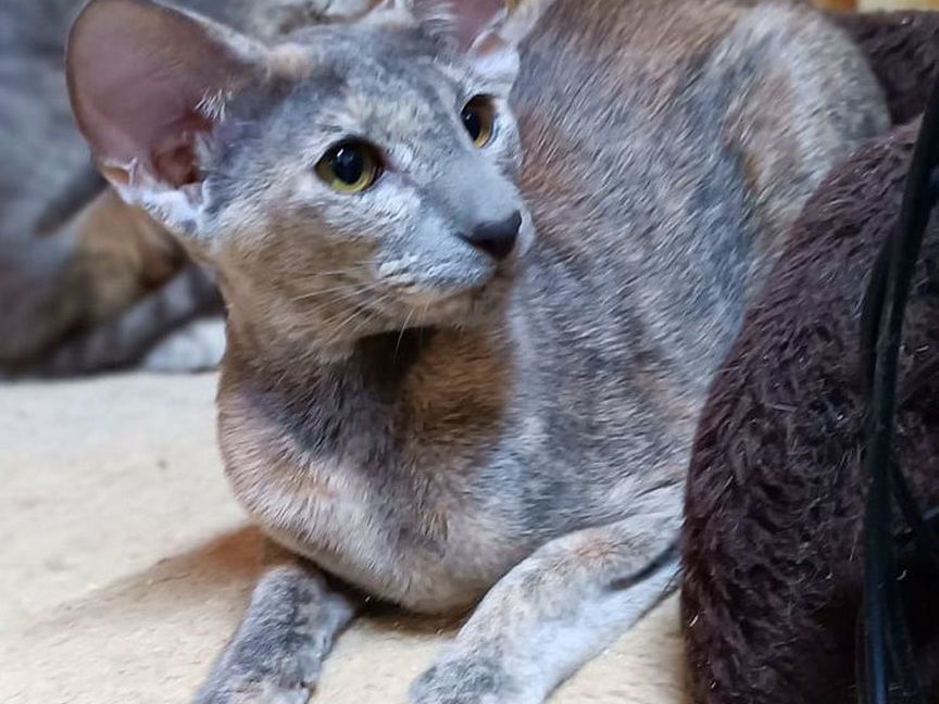 Ориентальные котята