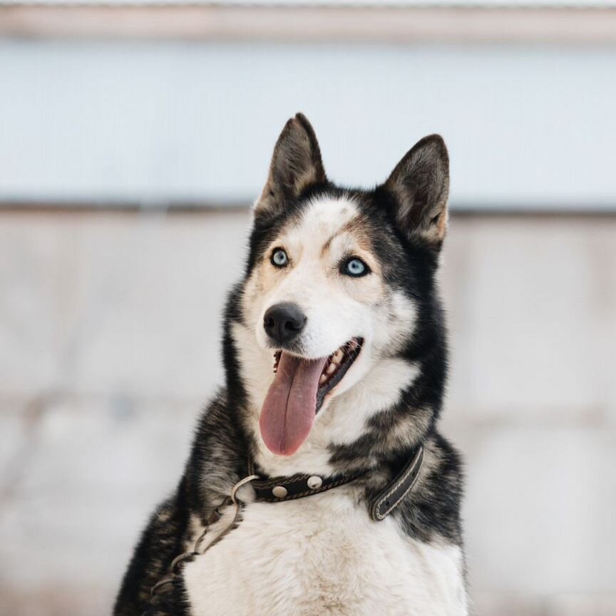 Сибирский хаски