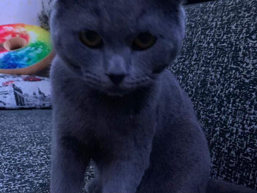 Котенок вислоухий