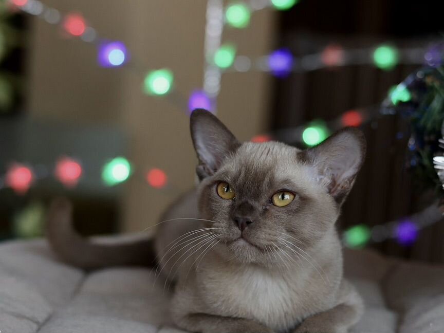 Котята европейской бурмы