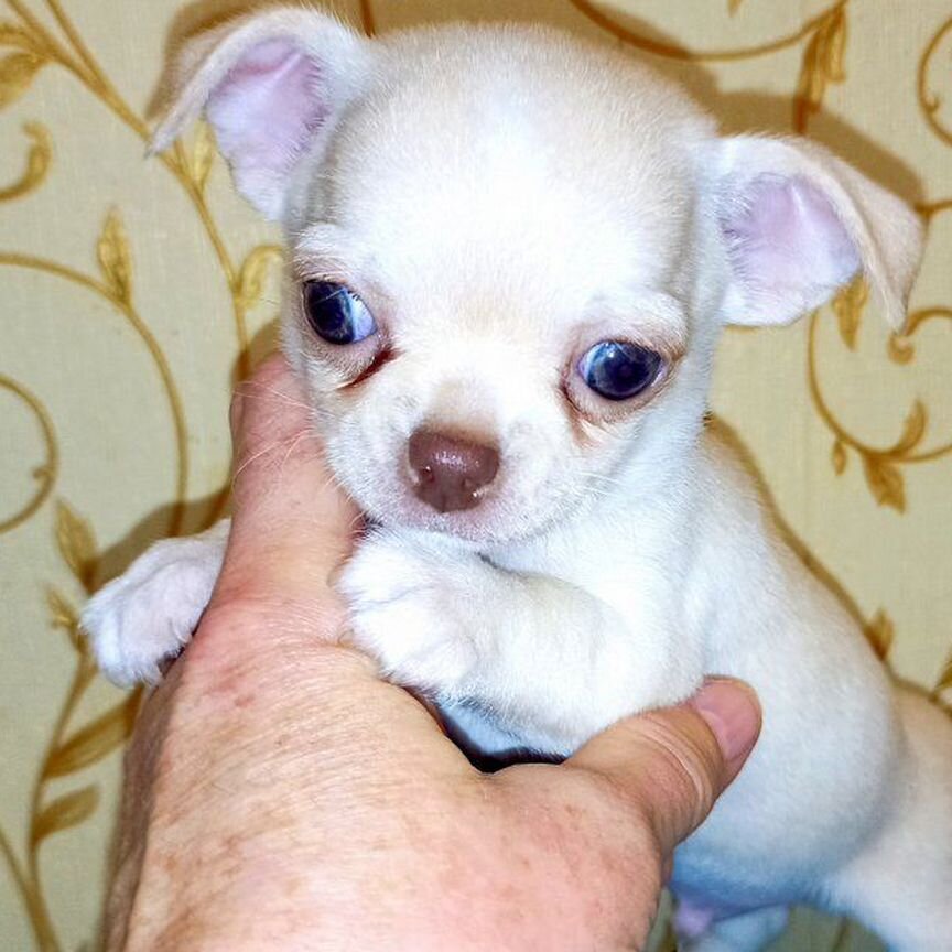 Чихуахуа, щенок