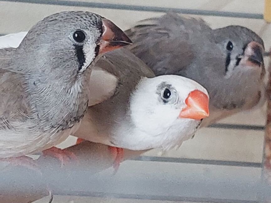 Птенчики амадин