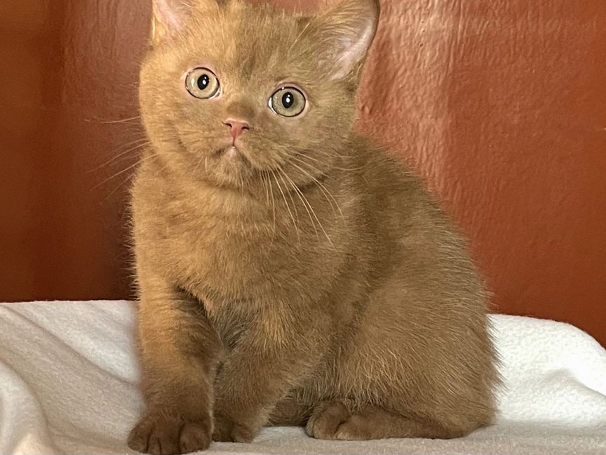 Британская короткошерстная кошка