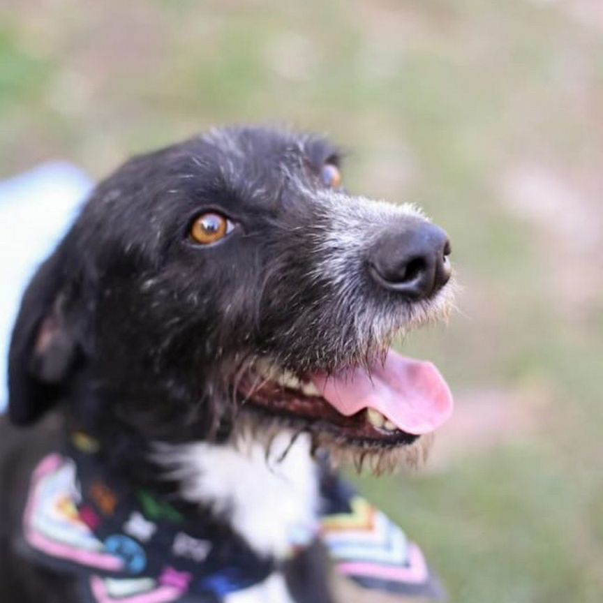 Джек метис Ризеншнауцера 1,5 года