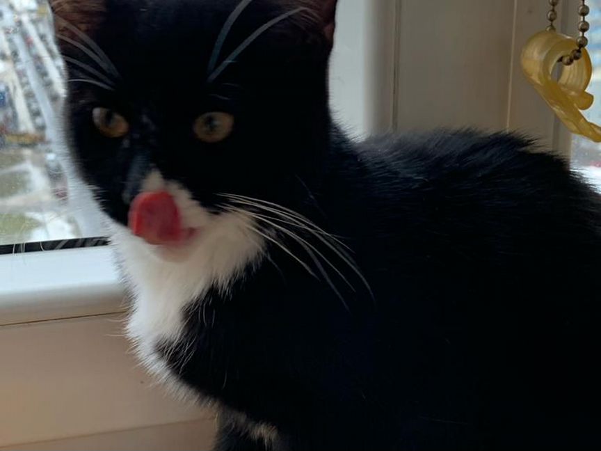 Котенок в добрые руки