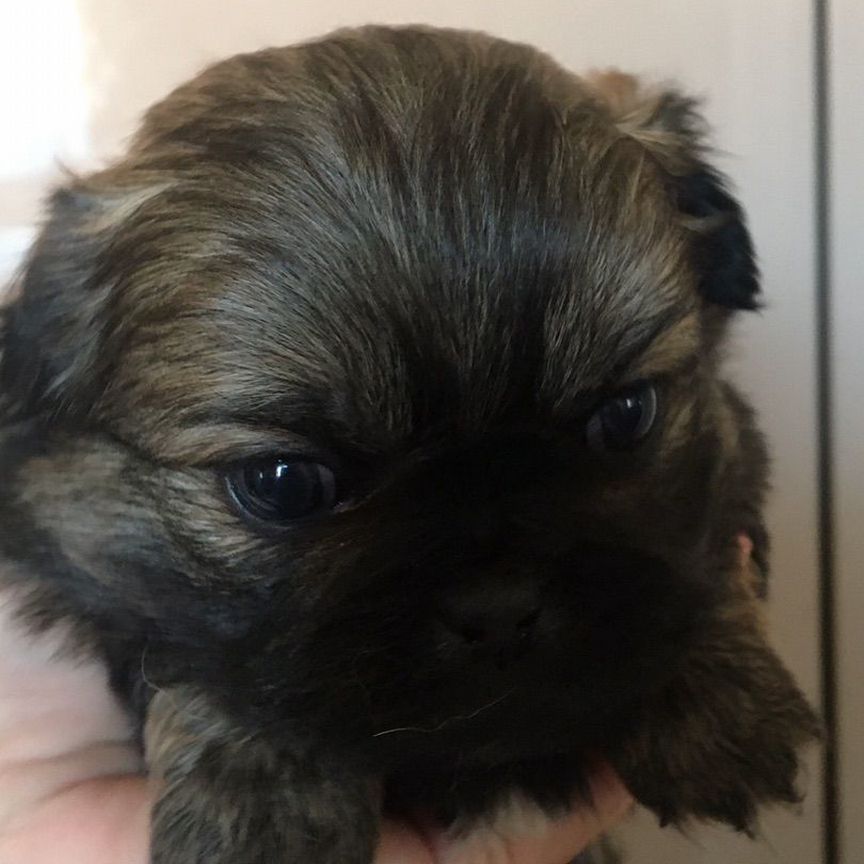 Щенки пикинеса Ростов на Дону