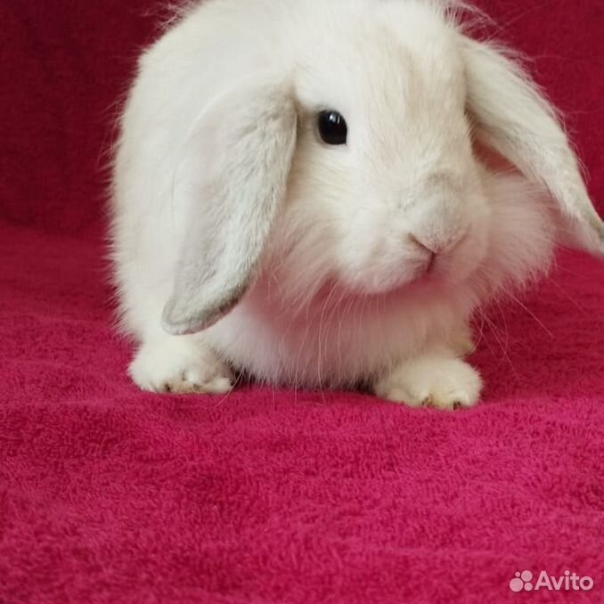 Карликовый вислоушка