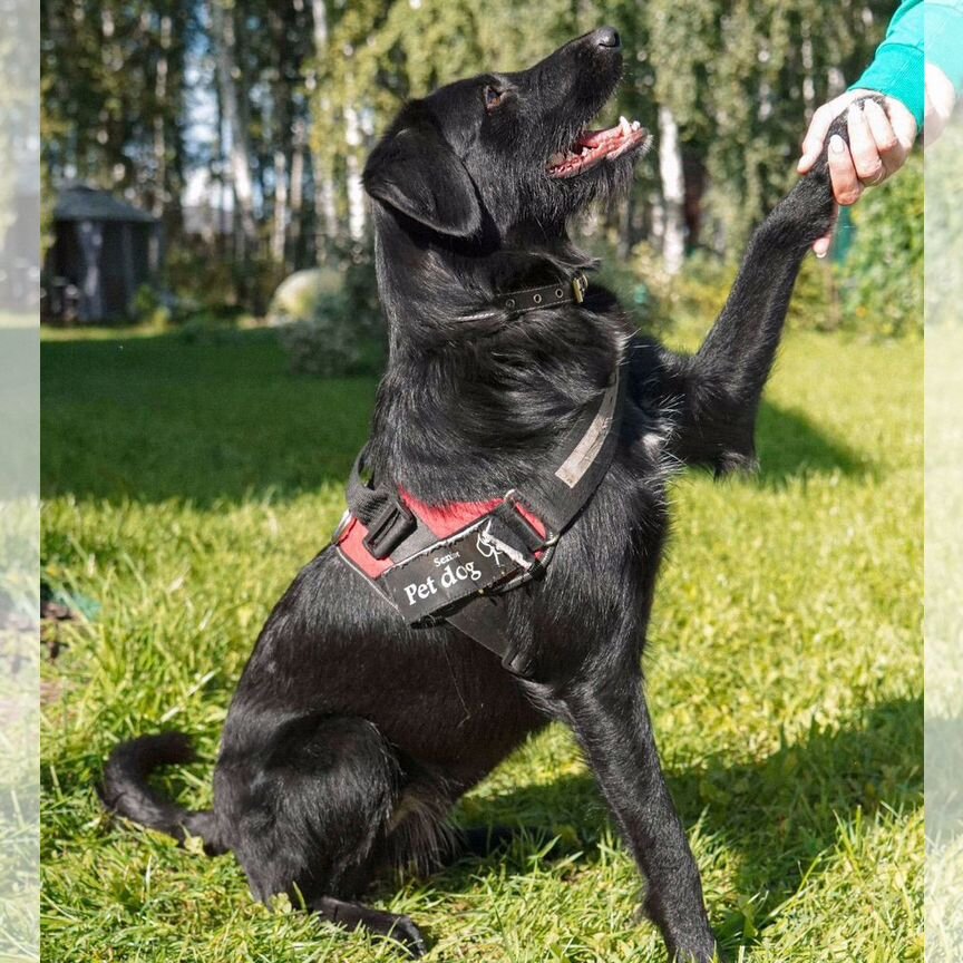 Собака умница и красавица в добрые руки