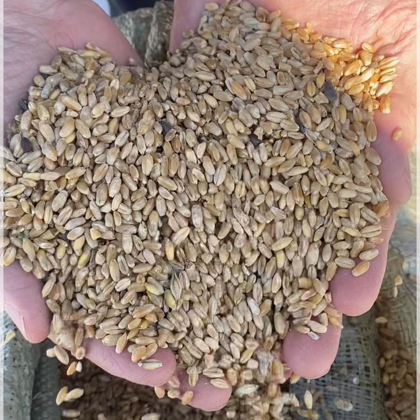 Зерно фуражное