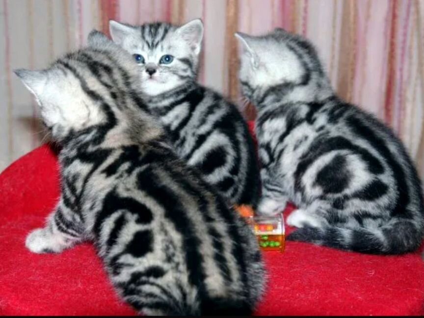 Супер Плюшки) Мрамор на Серебре