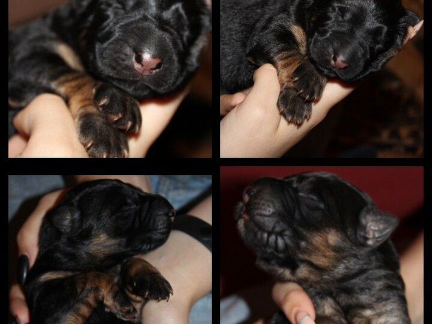 Щенки немецкой овчарки