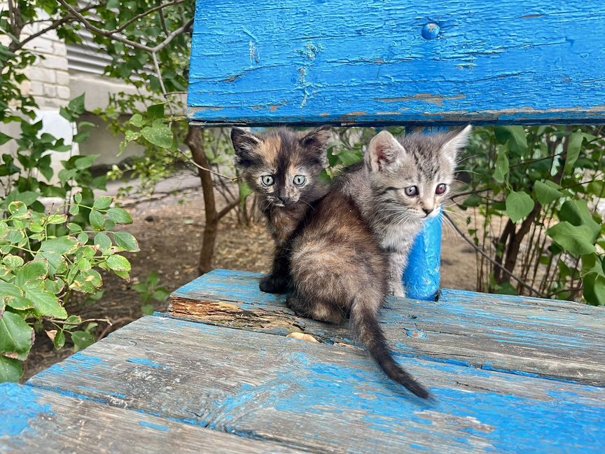 Котята бесплатно