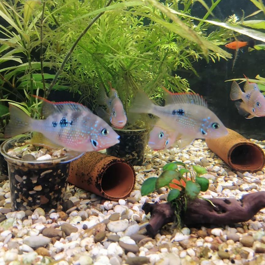 Цихлазома элиота