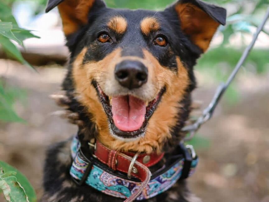 Красавец пес чарли