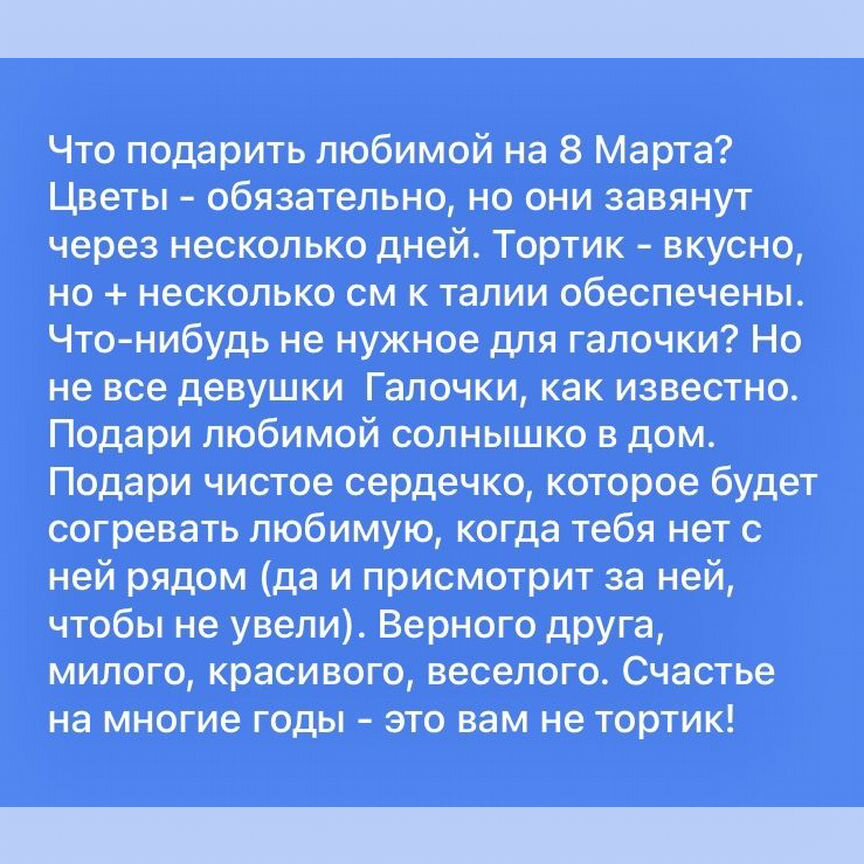 Шикарные котята золотая шиншилла ny12
