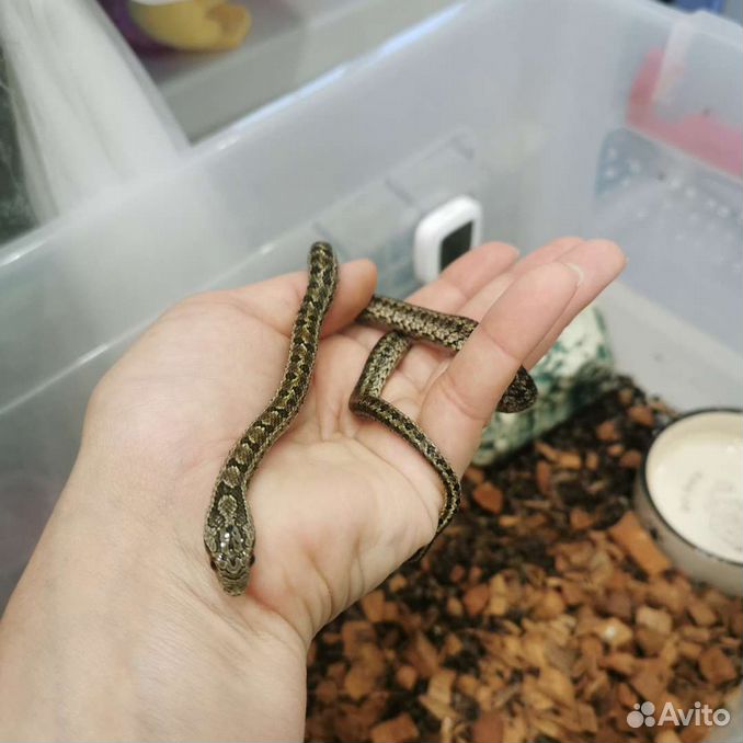 Узорчатый полоз