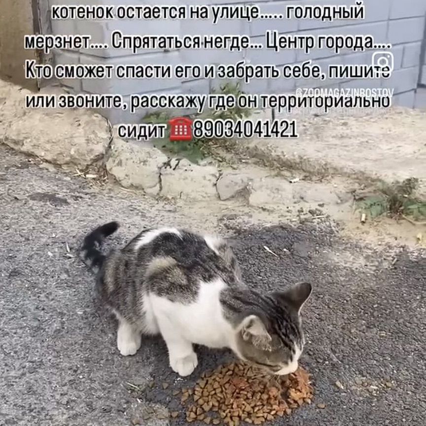 Котенок погибнет Спасите кто может