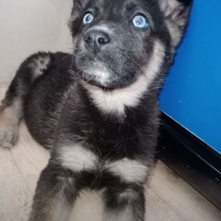 Щенок с голубыми глазами