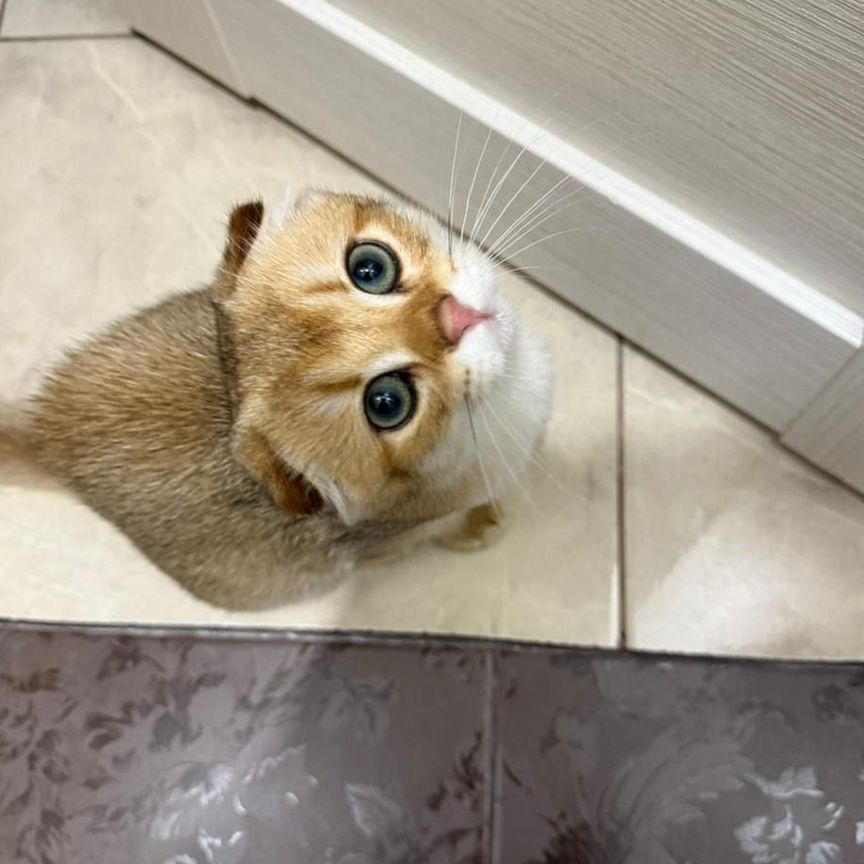 Шотландские вислоухие котята золотая шиншилла