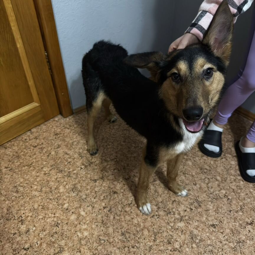 Собака в добрые руки