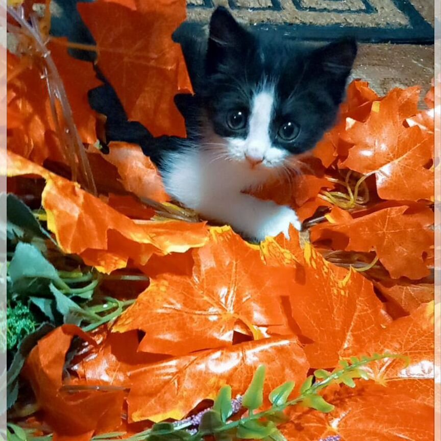 Котенок девочка 2 месяца