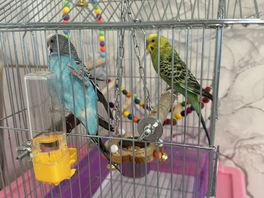 Волнистые попугаи ручные