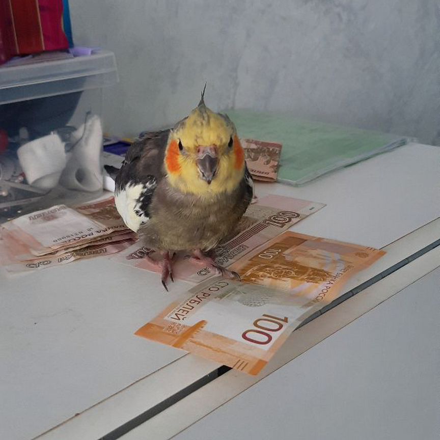 Попугай корелла