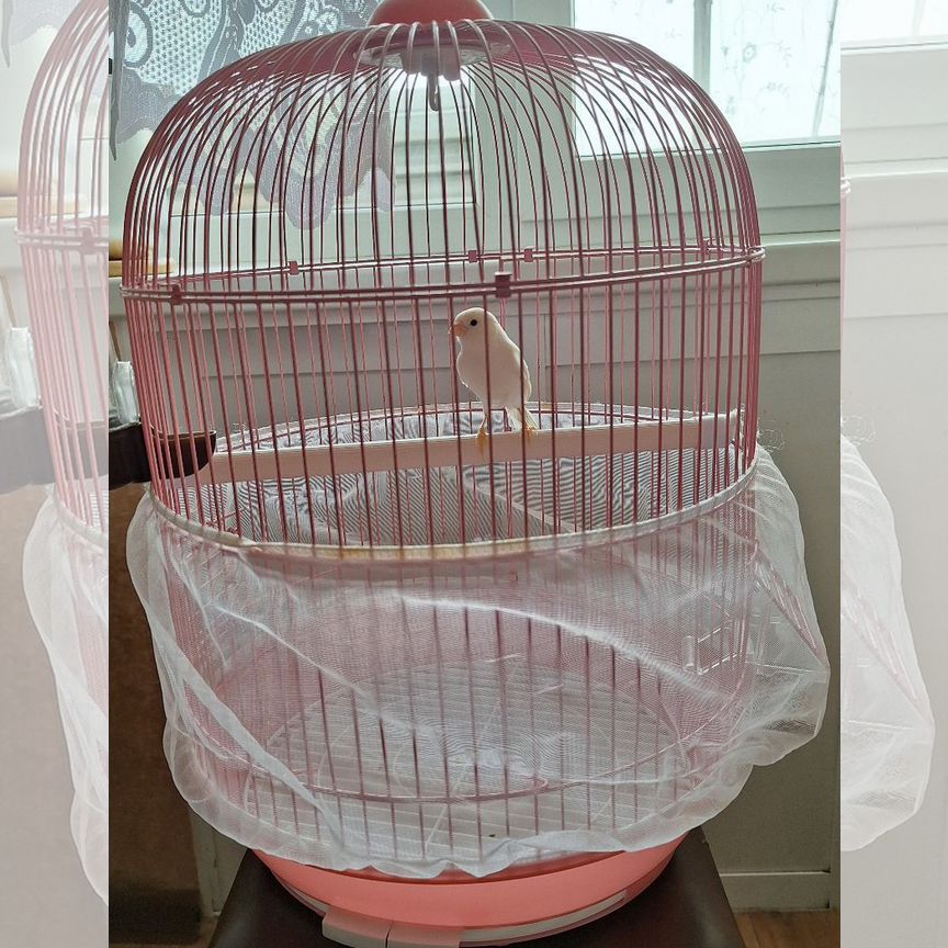 Кенарь поющий