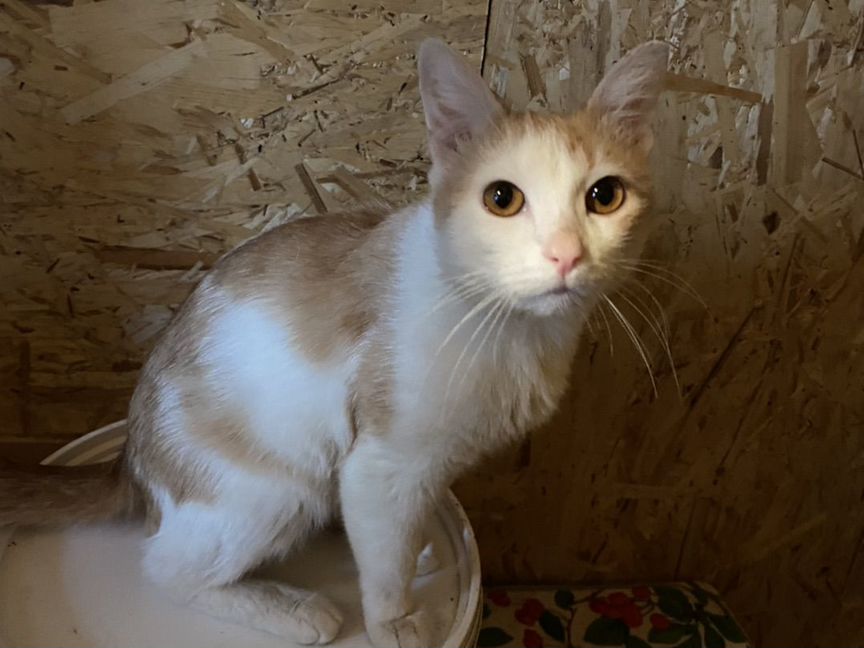 Котик леденец