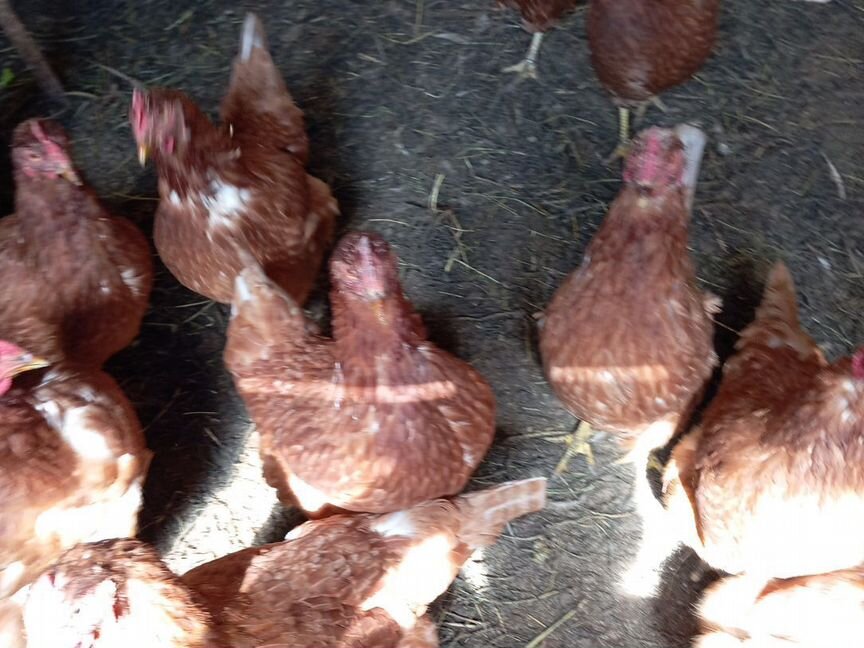 Куры несушки радонит