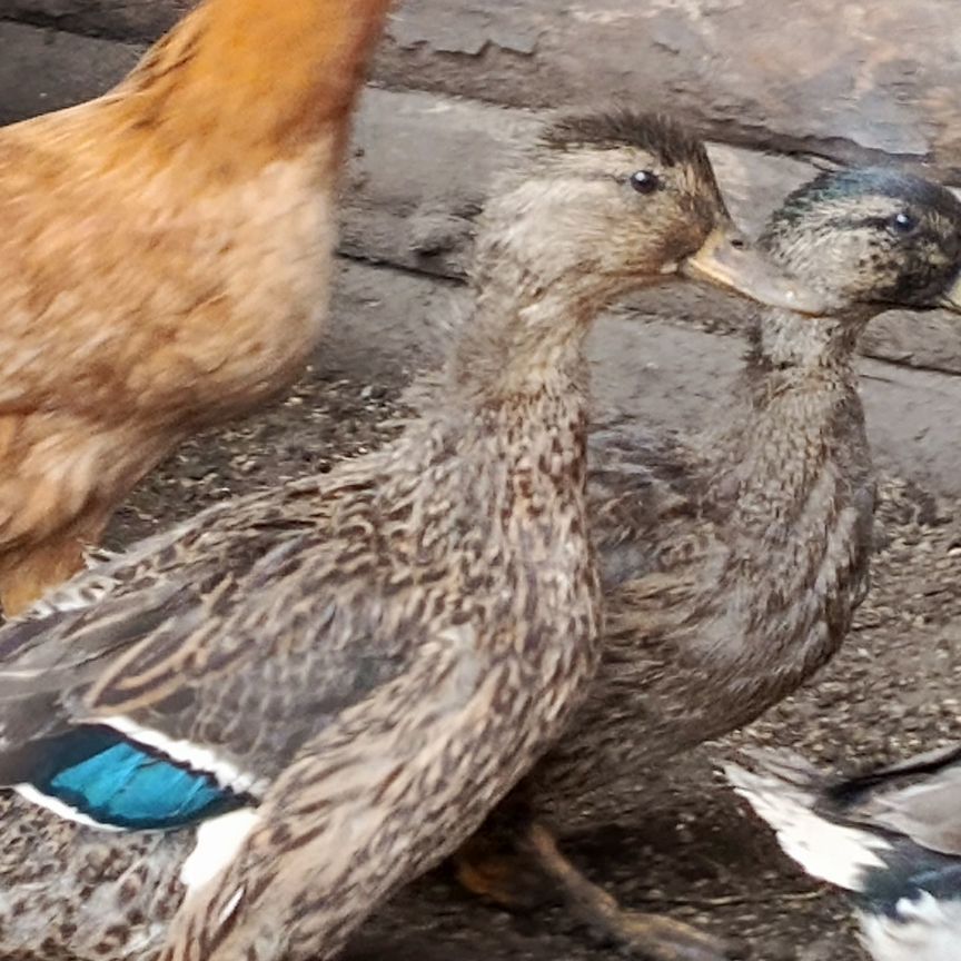 Дикие подсадные утки