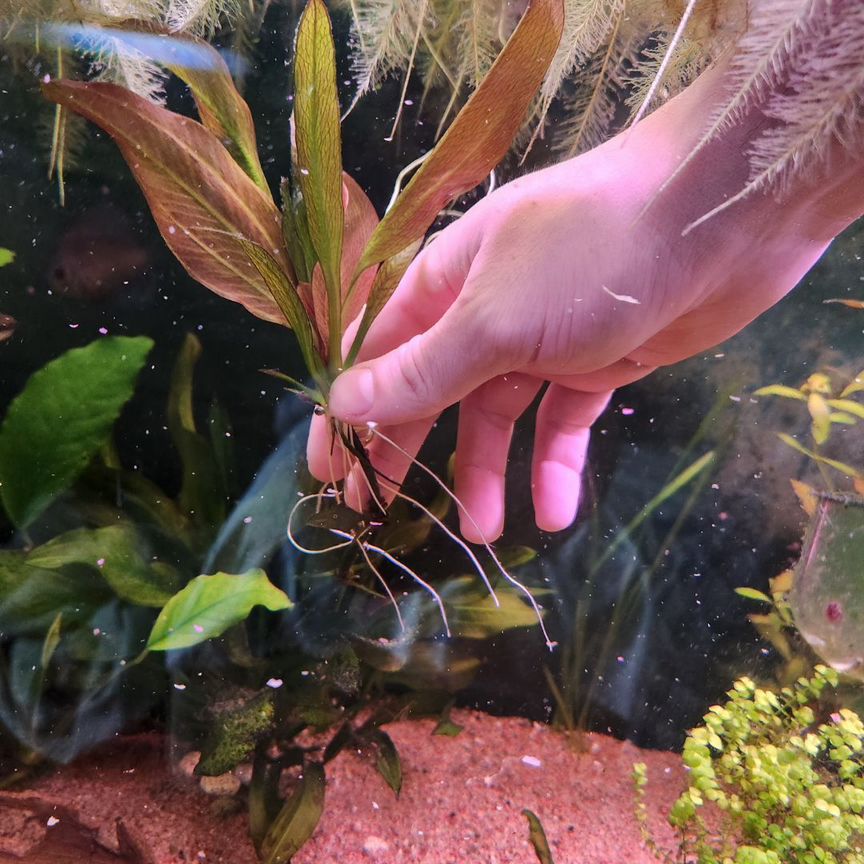 Эхинодорус