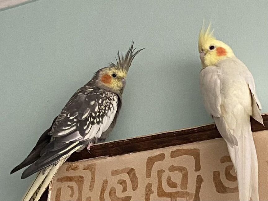 Пара корелл с клеткой