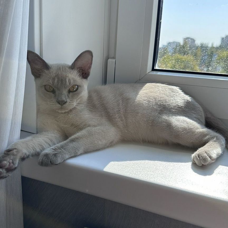 Котята бурма