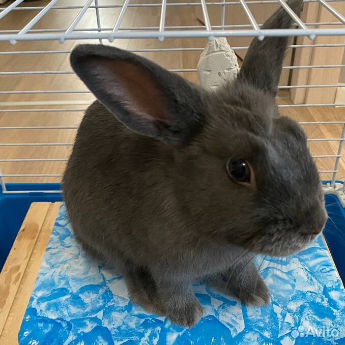 Кролик, мальчик 5 месяцев. Отдам бесплатно