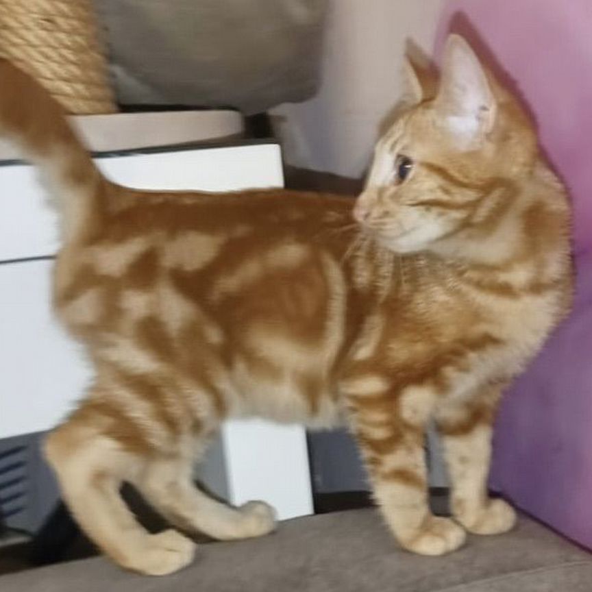Котята в добрые руки бесплатно