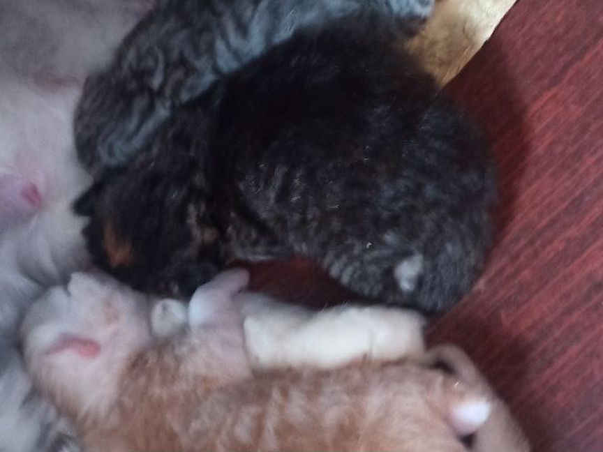 Котята